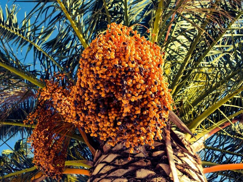 Principaux producteurs de dattes, histoire et culture